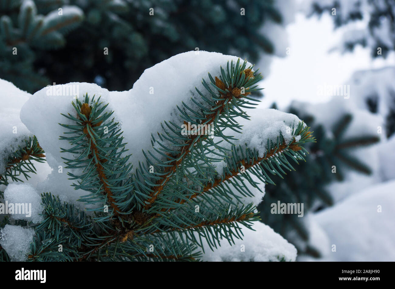 Green fluffy fir tree branch in the snow, Christmas wallpaper concept ...