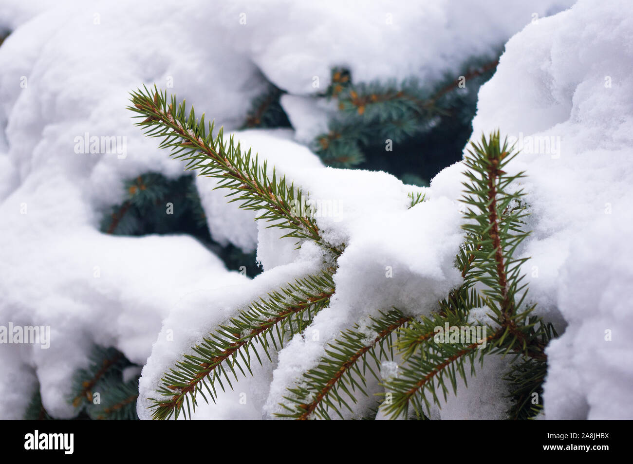 Green fluffy fir tree branch in the snow, Christmas wallpaper concept ...