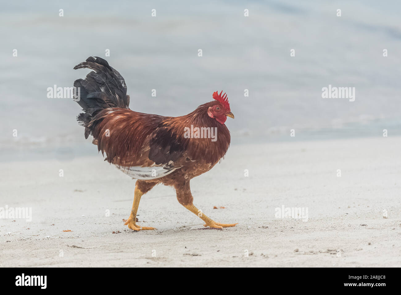 chicken hen walking on sandy beach Stock Photo - Alamy