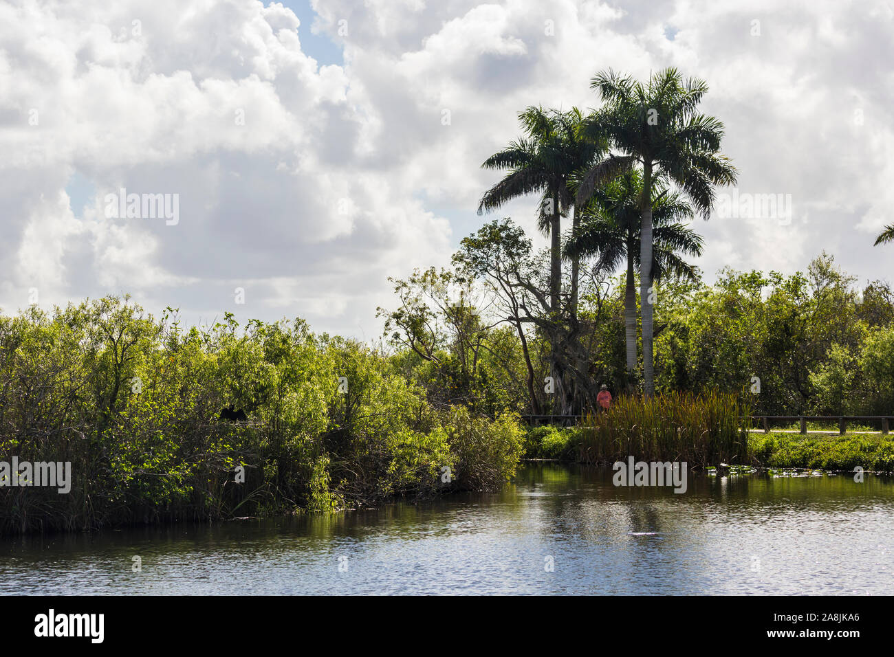Landscape view of Everglades National Park during the day (Florida ...