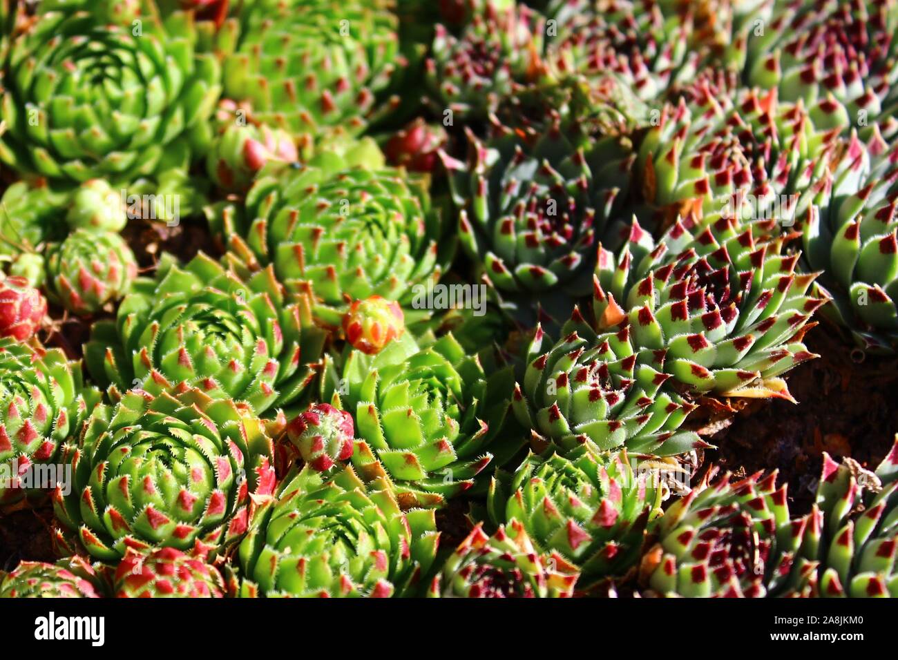 The picture shows a houseleek in the garden Stock Photo - Alamy