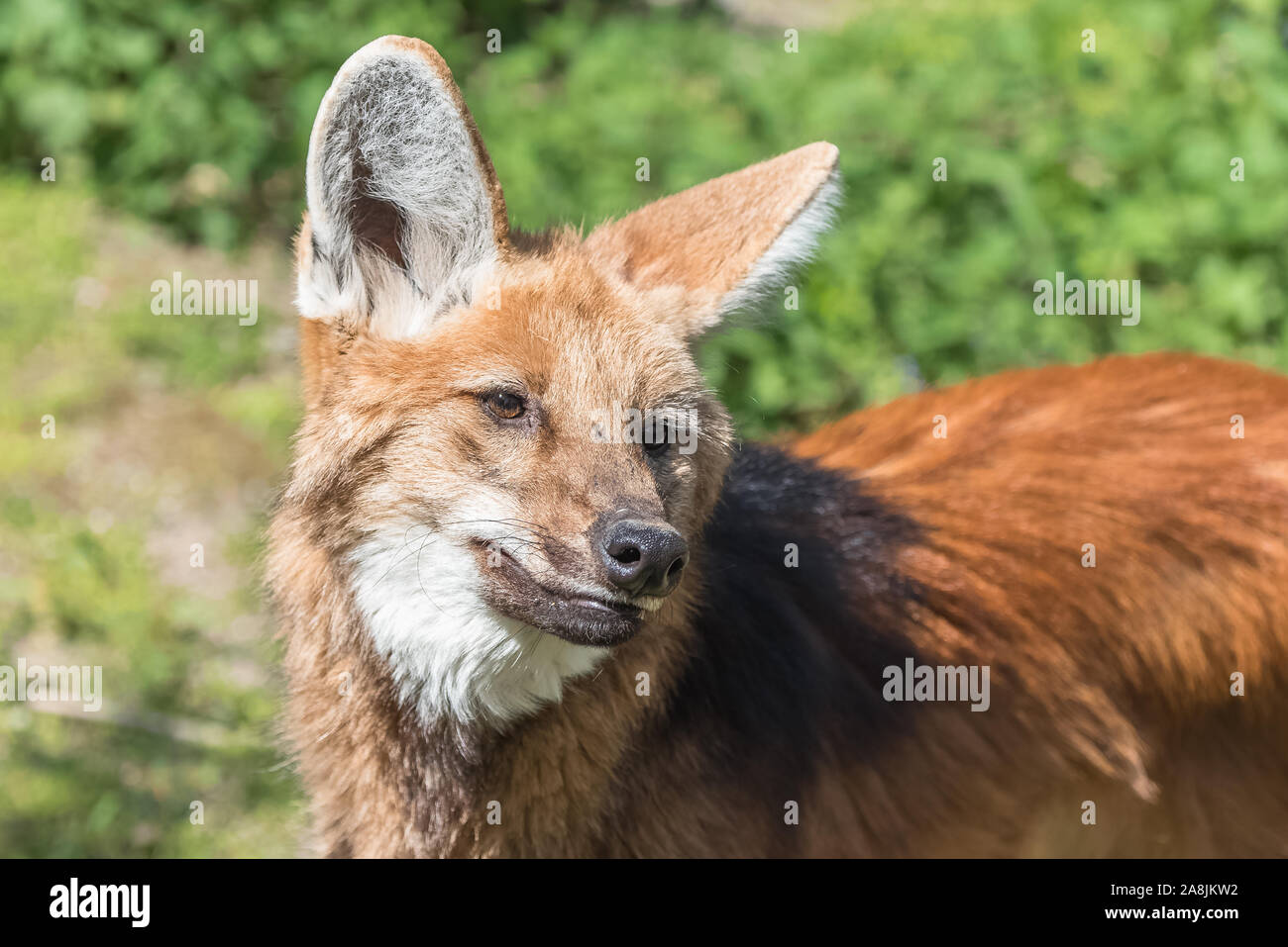 Close up view of Maned wolf, Chrysocyon brachyurus Stock Photo - Alamy