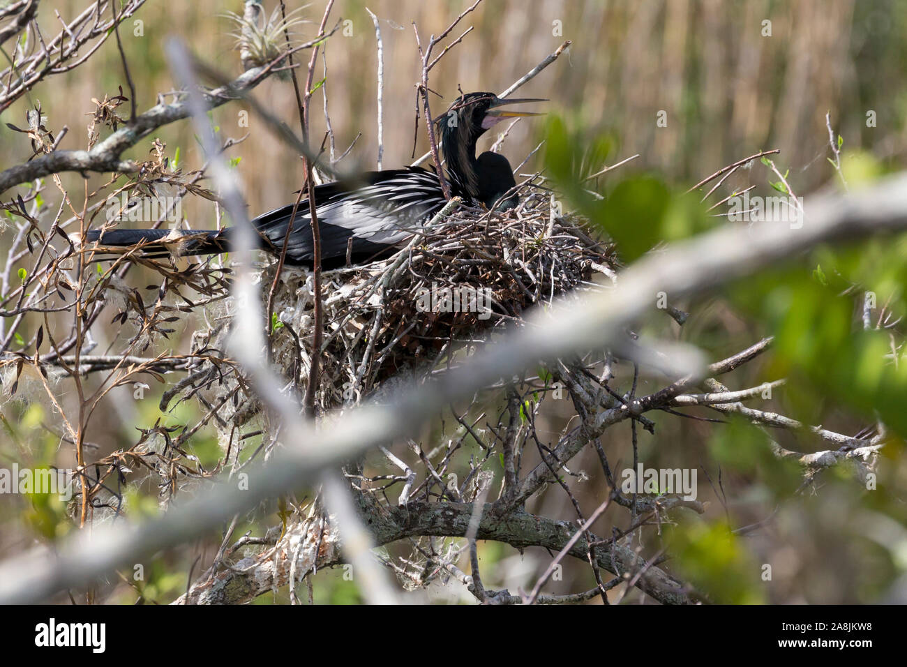 A wild anhinga feeding its babies in the nest along the Anhinga Trail ...