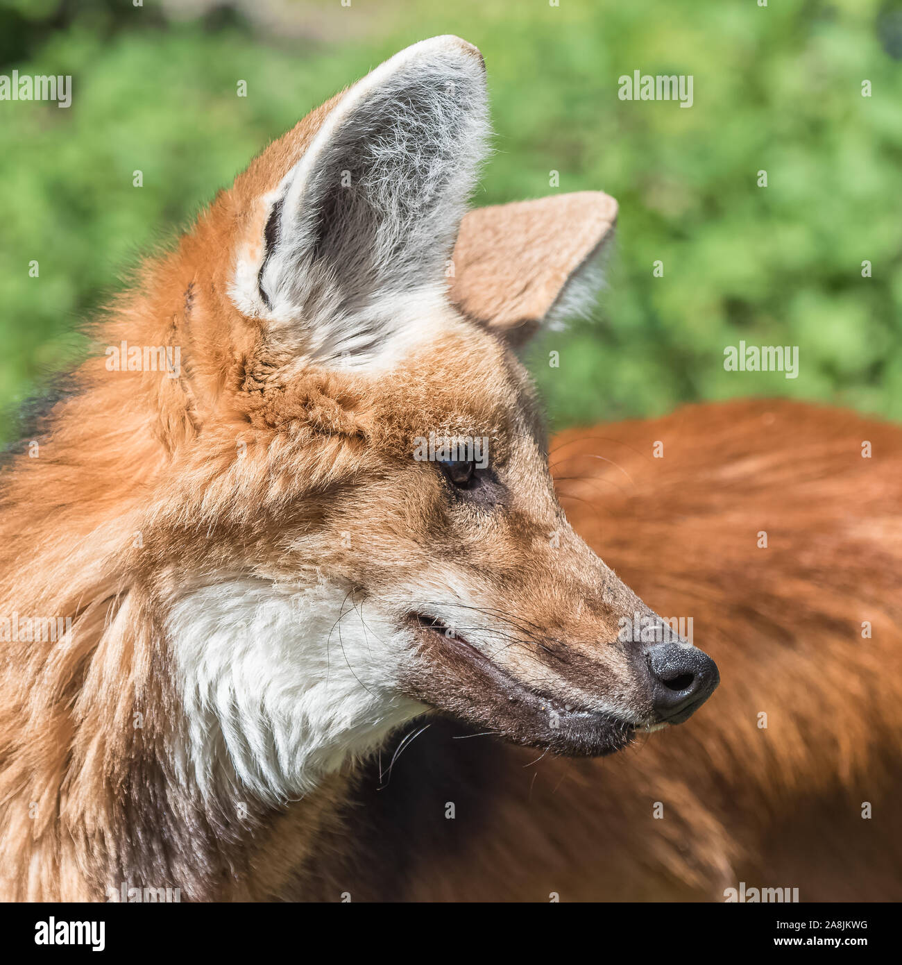 Maned Wolf Head Maned Wolf Skull Replica