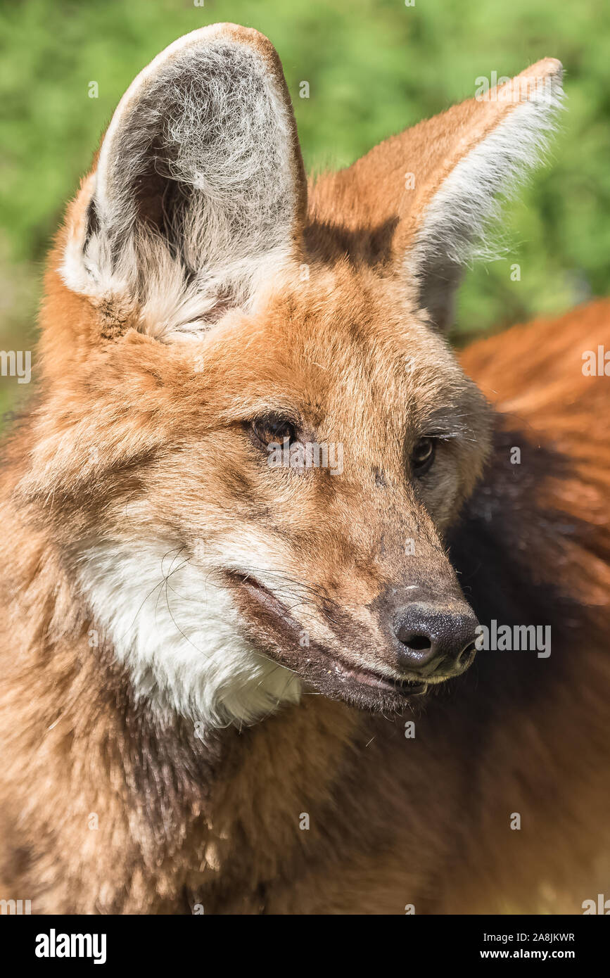 Close up view of Maned wolf, Chrysocyon brachyurus Stock Photo - Alamy