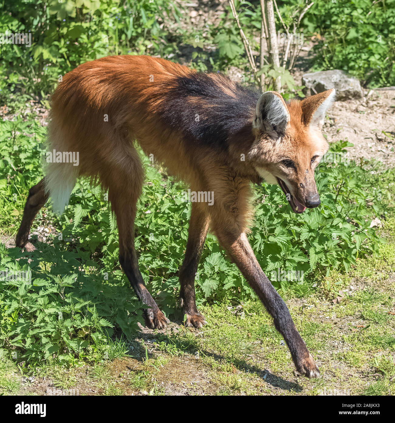 Close up view of Maned wolf, Chrysocyon brachyurus Stock Photo - Alamy
