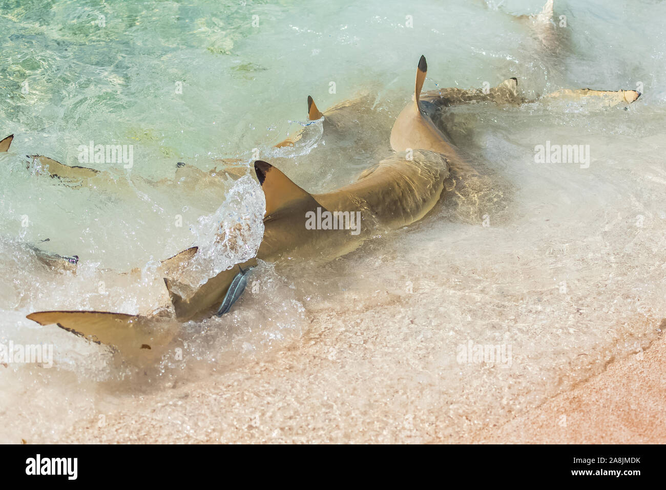 Remora fish hi-res stock photography and images - Alamy