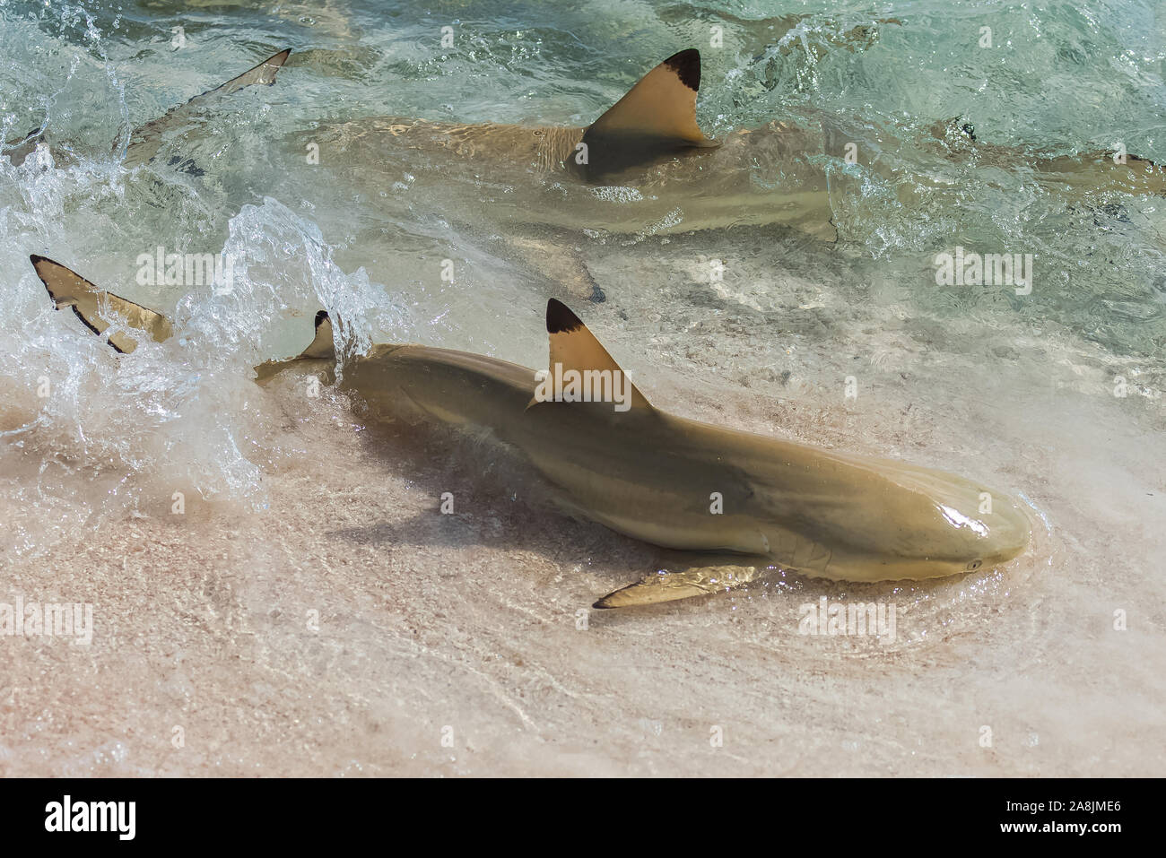 Remora fish hi-res stock photography and images - Alamy