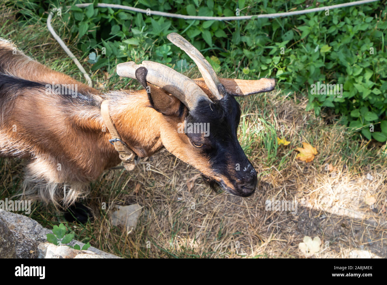 Goat in the street hi-res stock photography and images - Alamy