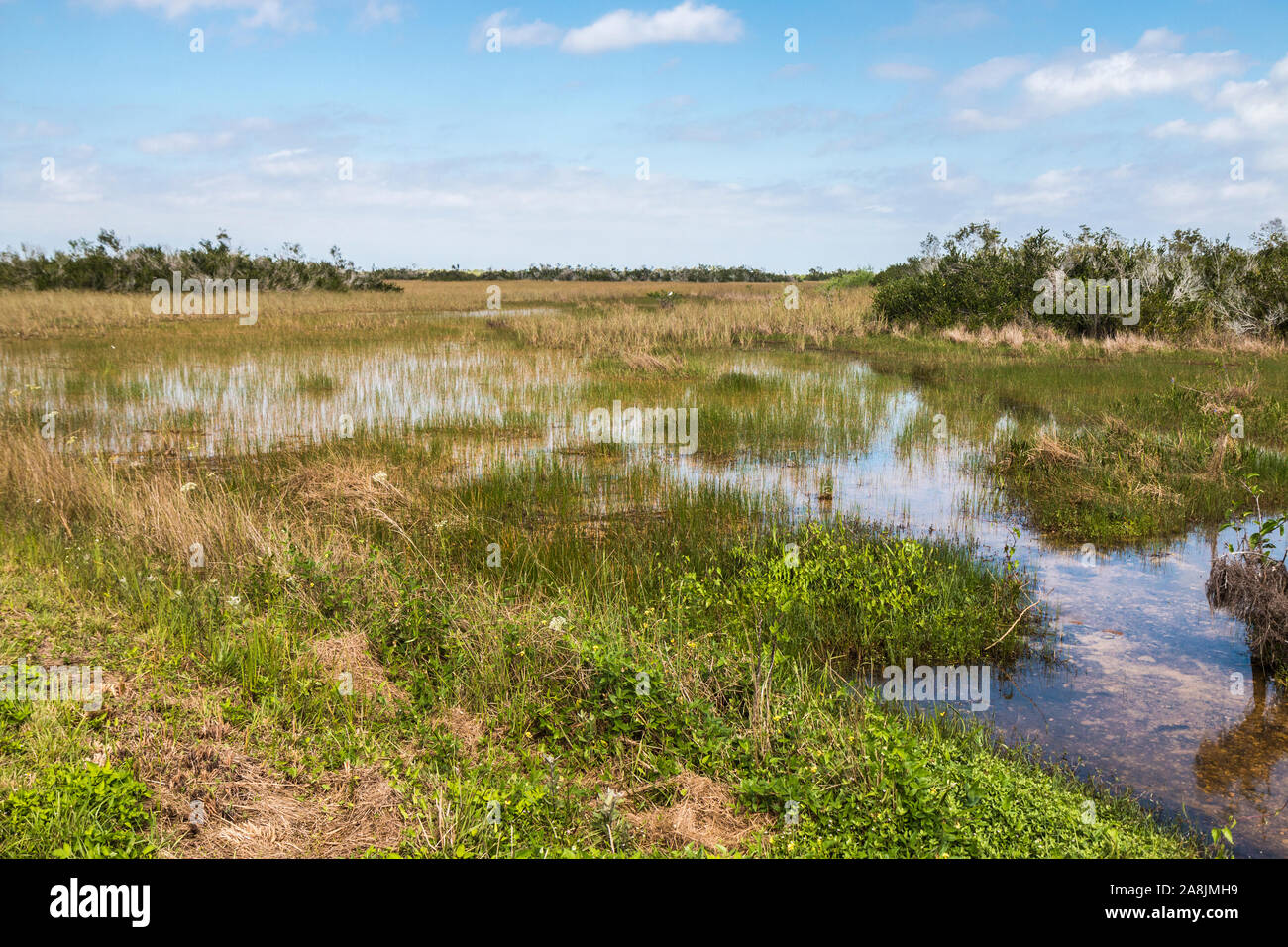 Landscape view of Everglades National Park during the day (Florida ...