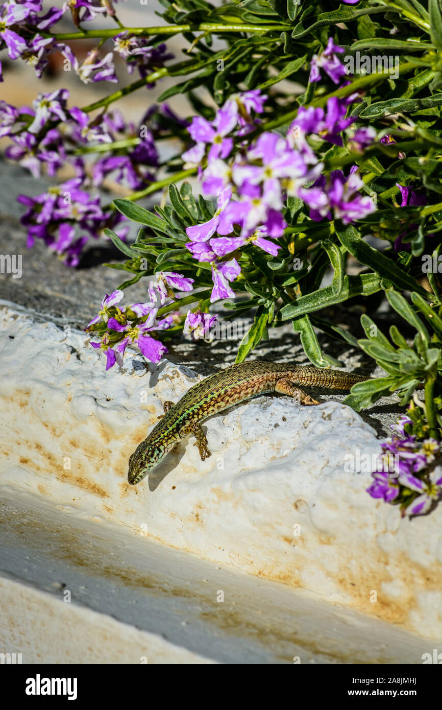 Purple lizard hi-res stock photography and images - Alamy