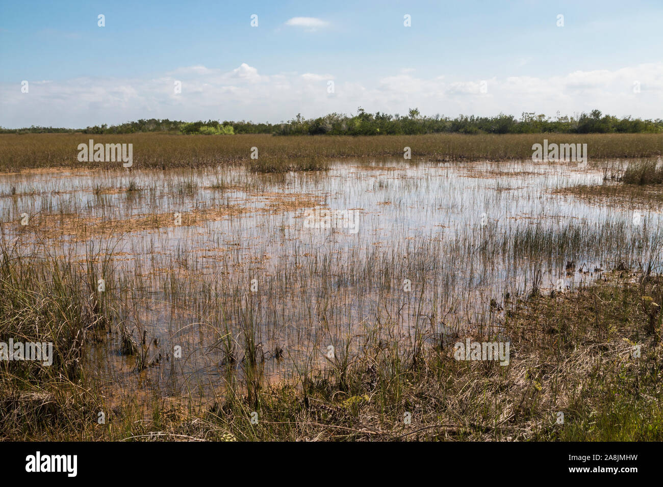 Landscape view of Everglades National Park during the day (Florida ...
