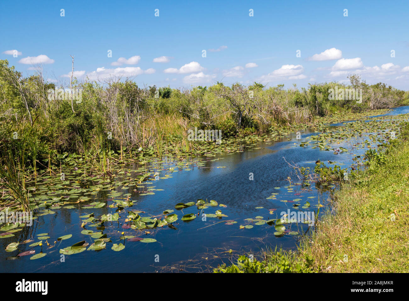 Landscape view of Everglades National Park during the day (Florida ...