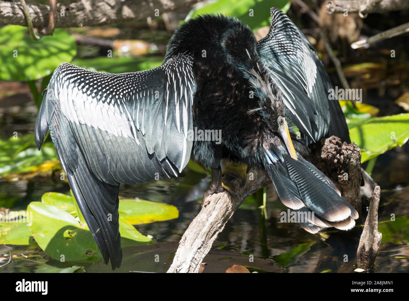 A wild anhinga along the Anhinga Trail in Everglades National Park ...