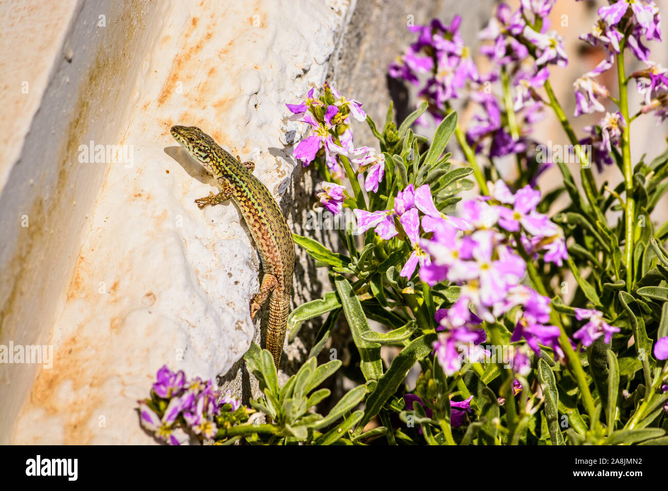 A small green lizard on a wall surrounded by a purple flower, at the ...
