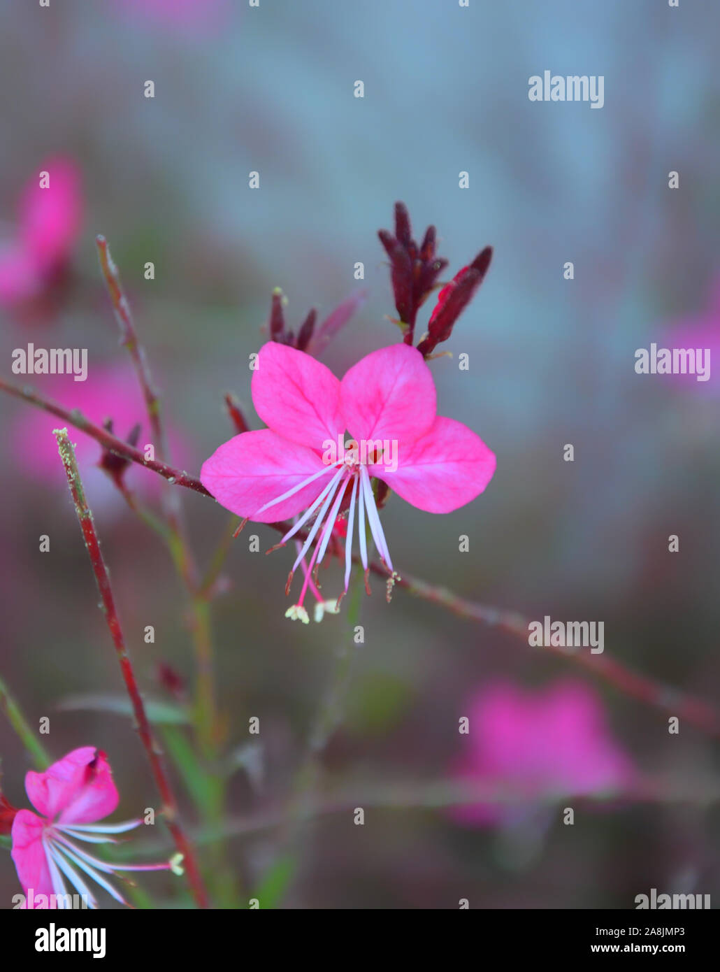 Pink gaura hi-res stock photography and images - Alamy