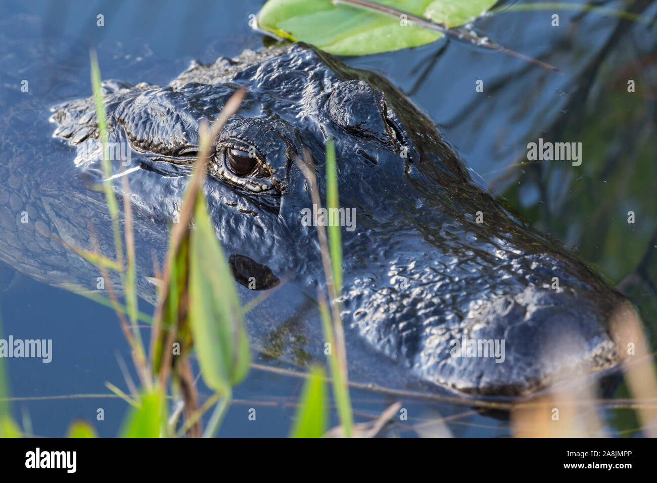 A wild alligator swimming in the waters of Everglades National Park ...