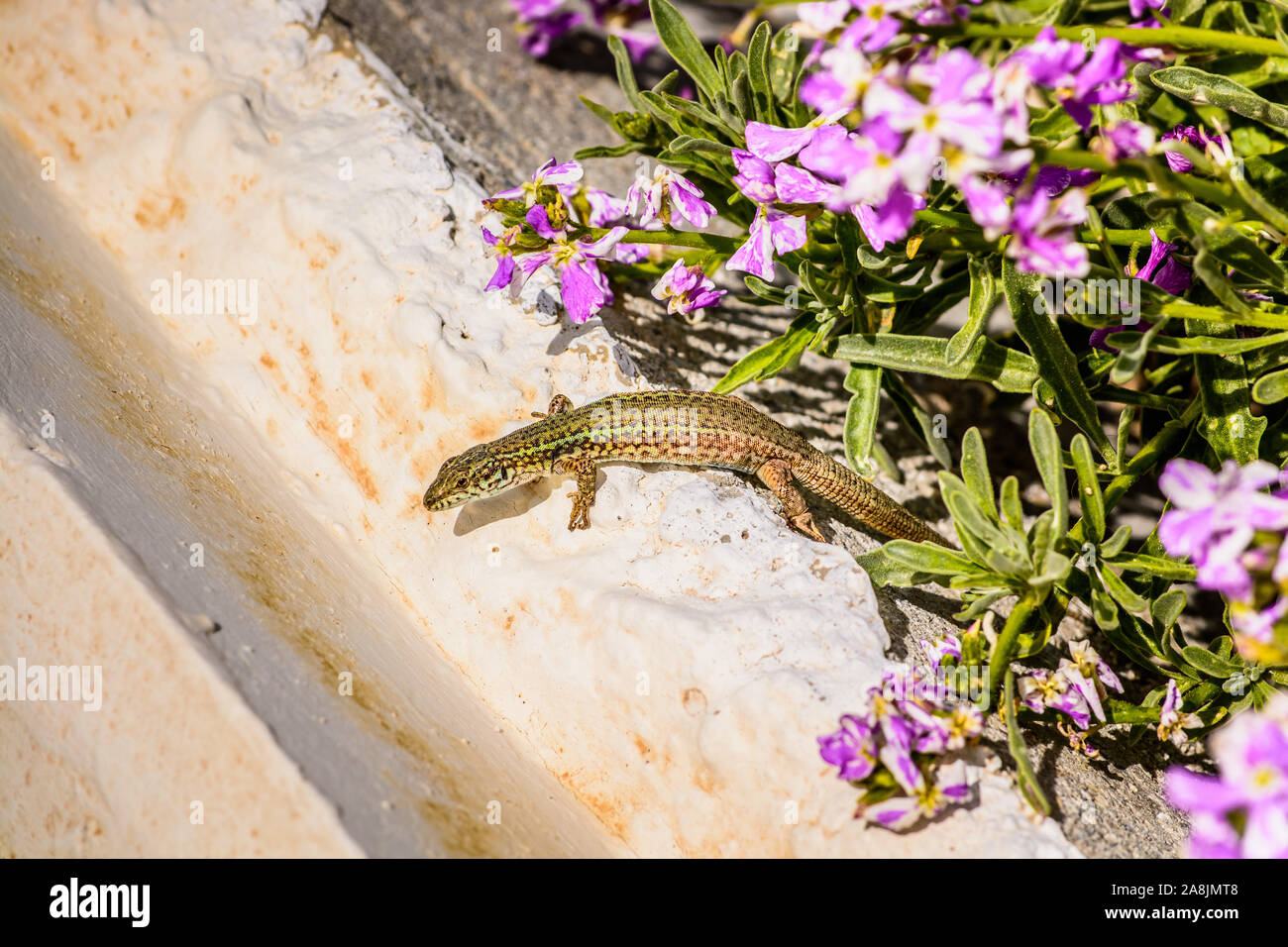 Purple lizard hi-res stock photography and images - Alamy
