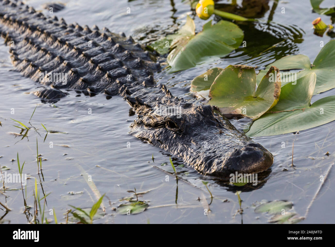 A wild alligator swimming in the waters of Everglades National Park ...