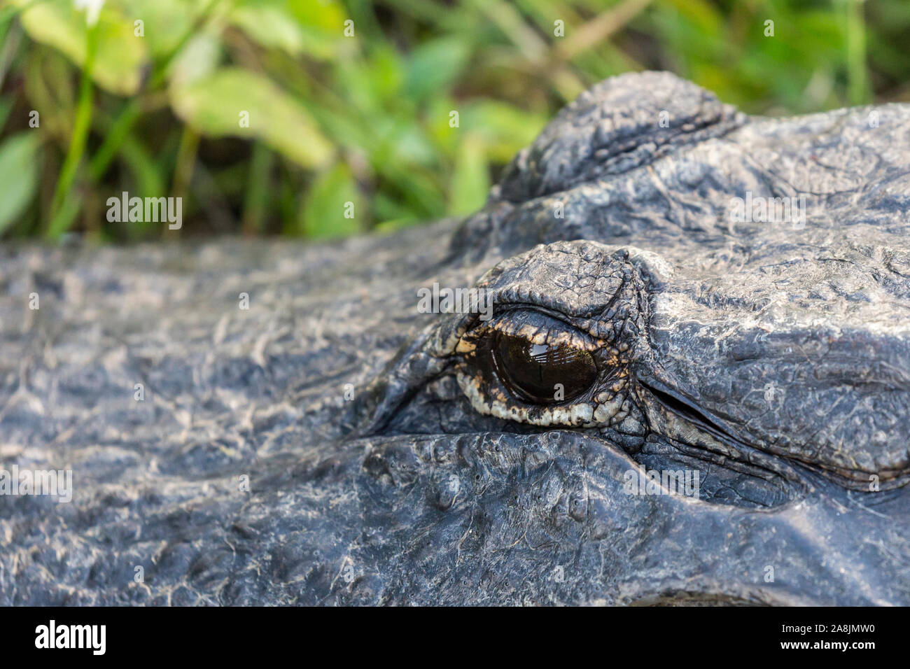 A wild alligator swimming in the waters of Everglades National Park ...