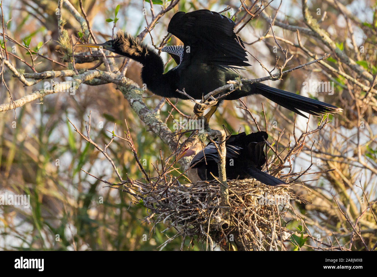 A wild anhinga feeding its babies in the nest along the Anhinga Trail ...