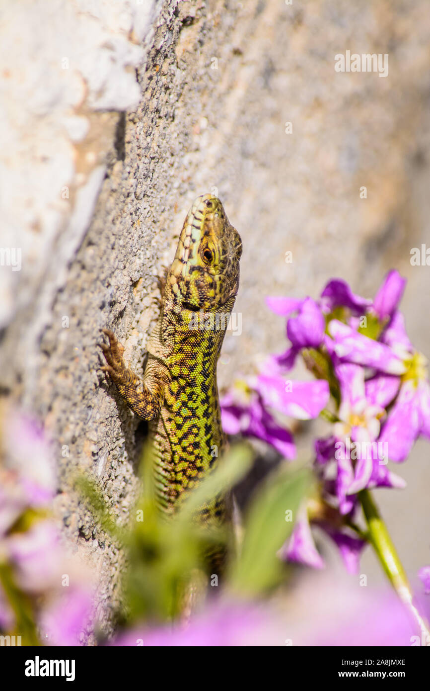 Purple lizard hi-res stock photography and images - Alamy