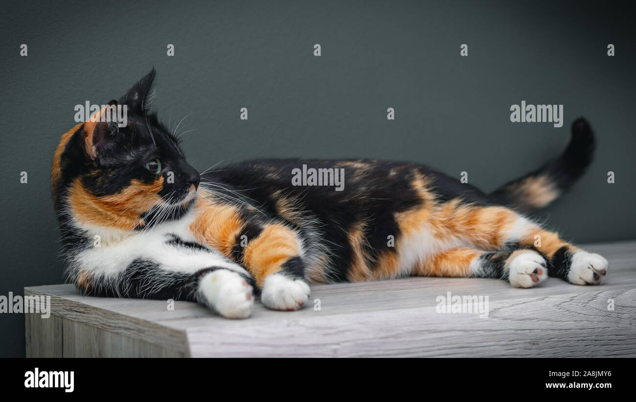 Large fluffy furry calico hi-res stock photography and images - Alamy