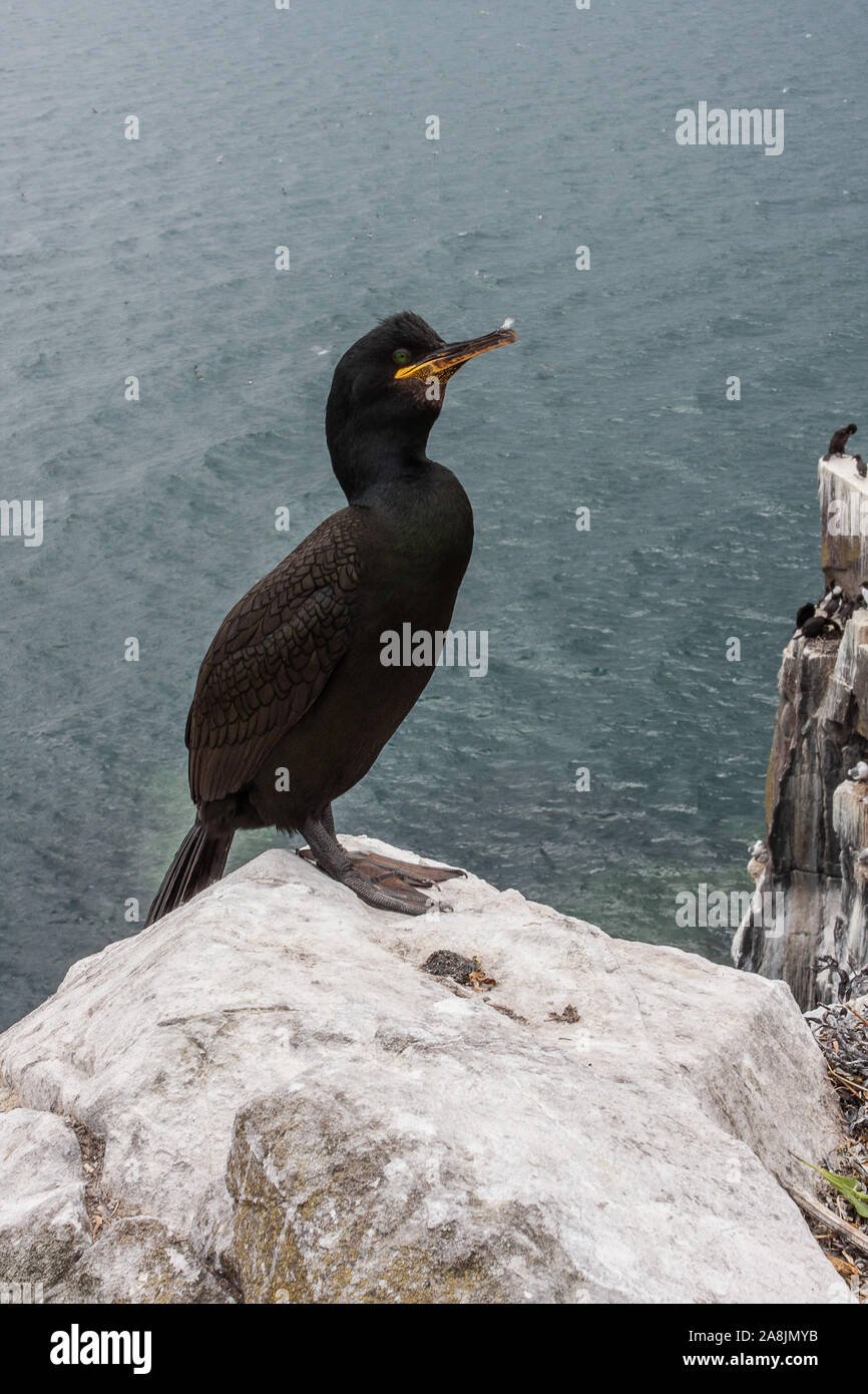 Long recurved bill hi-res stock photography and images - Alamy