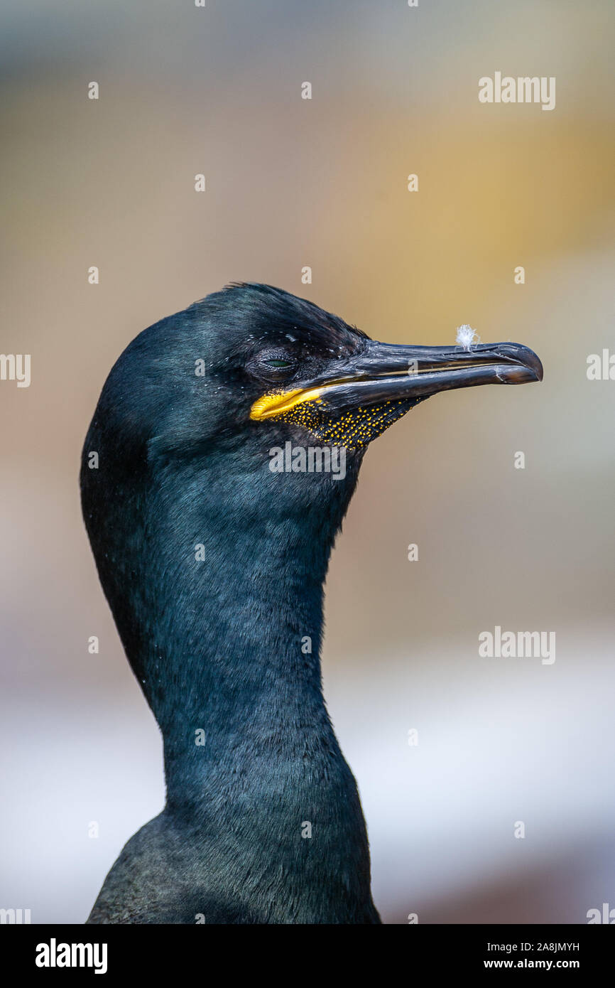 Long recurved bill hi-res stock photography and images - Alamy