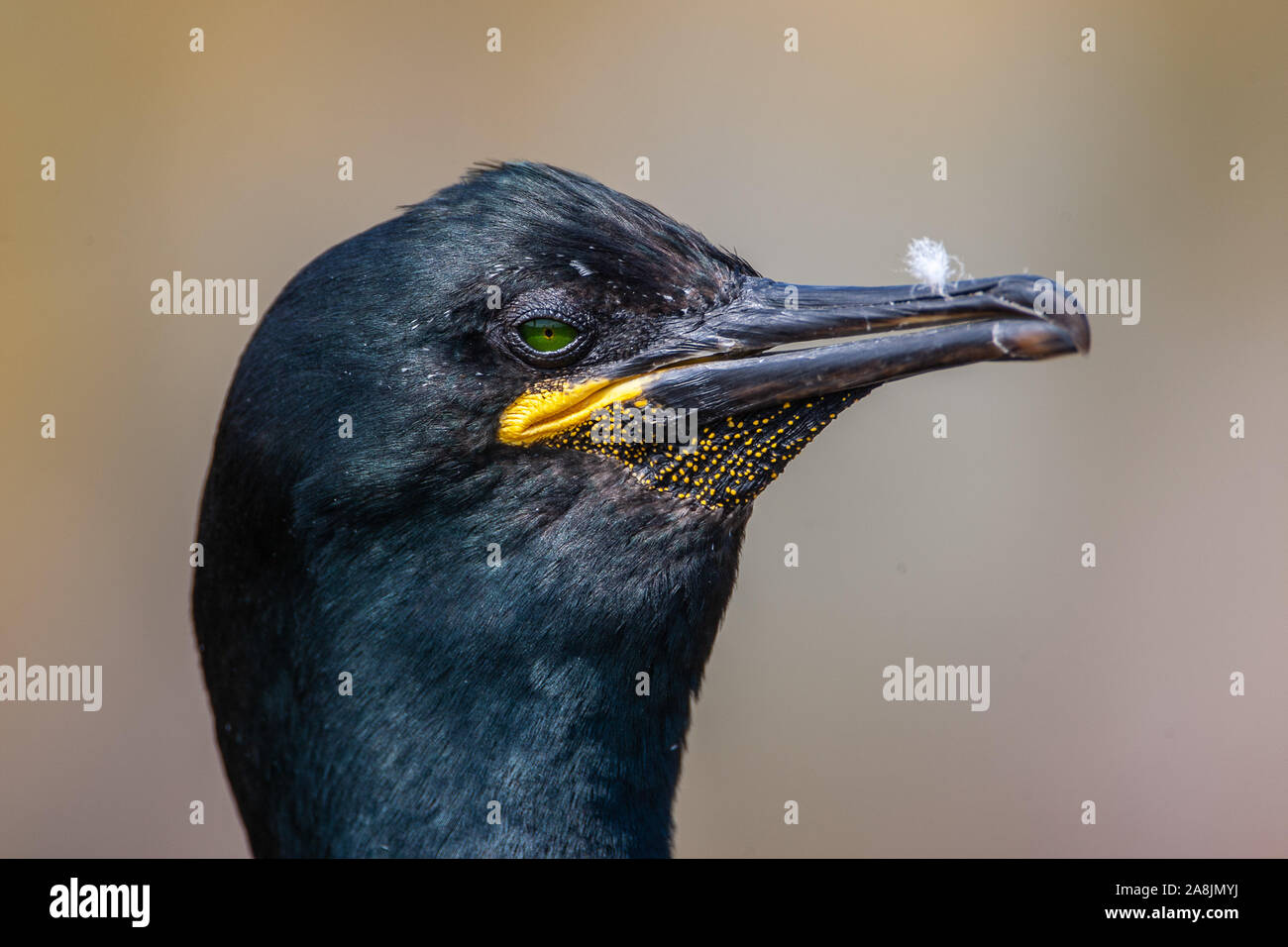 Long recurved bill hi-res stock photography and images - Alamy