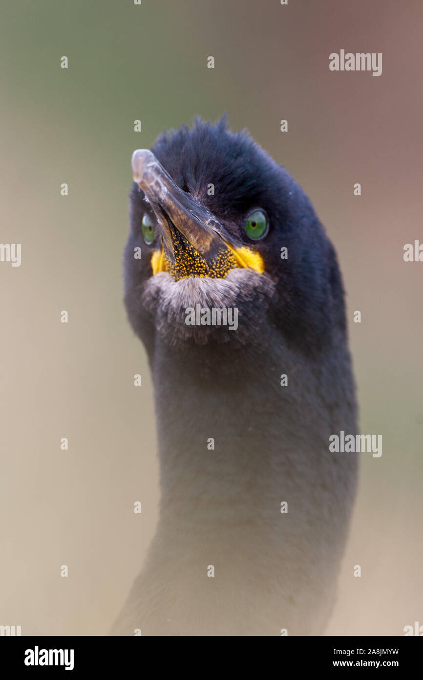 Long recurved bill hi-res stock photography and images - Alamy