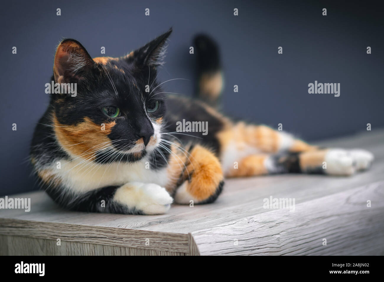 Calico cat black white ginger hi-res stock photography and images - Alamy