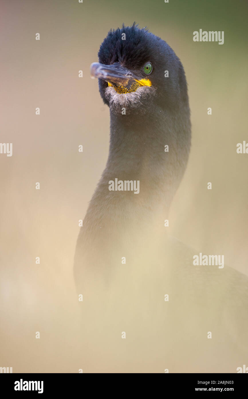 Recurved bill hi-res stock photography and images - Alamy