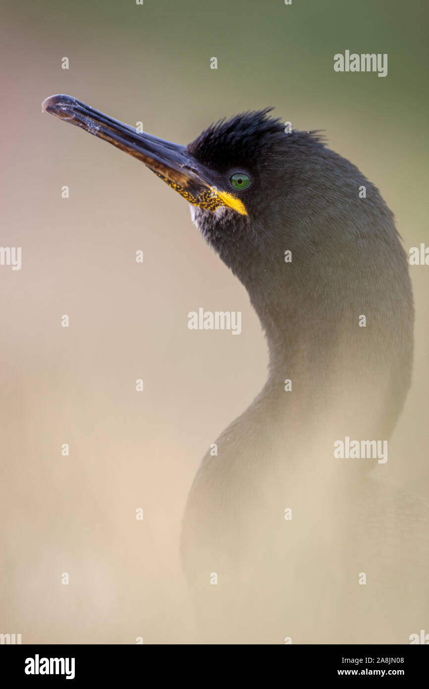 Recurved bill hi-res stock photography and images - Alamy