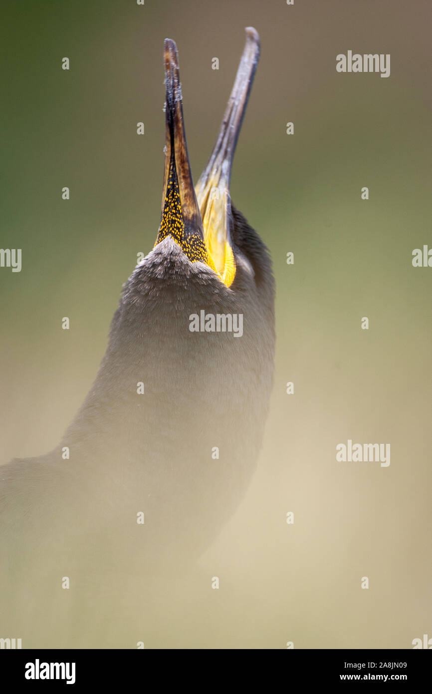 Long recurved bill hi-res stock photography and images - Alamy