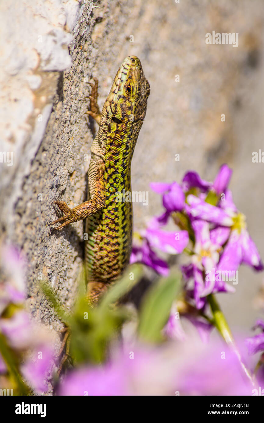 A small green lizard on a wall surrounded by a purple flower, at the ...