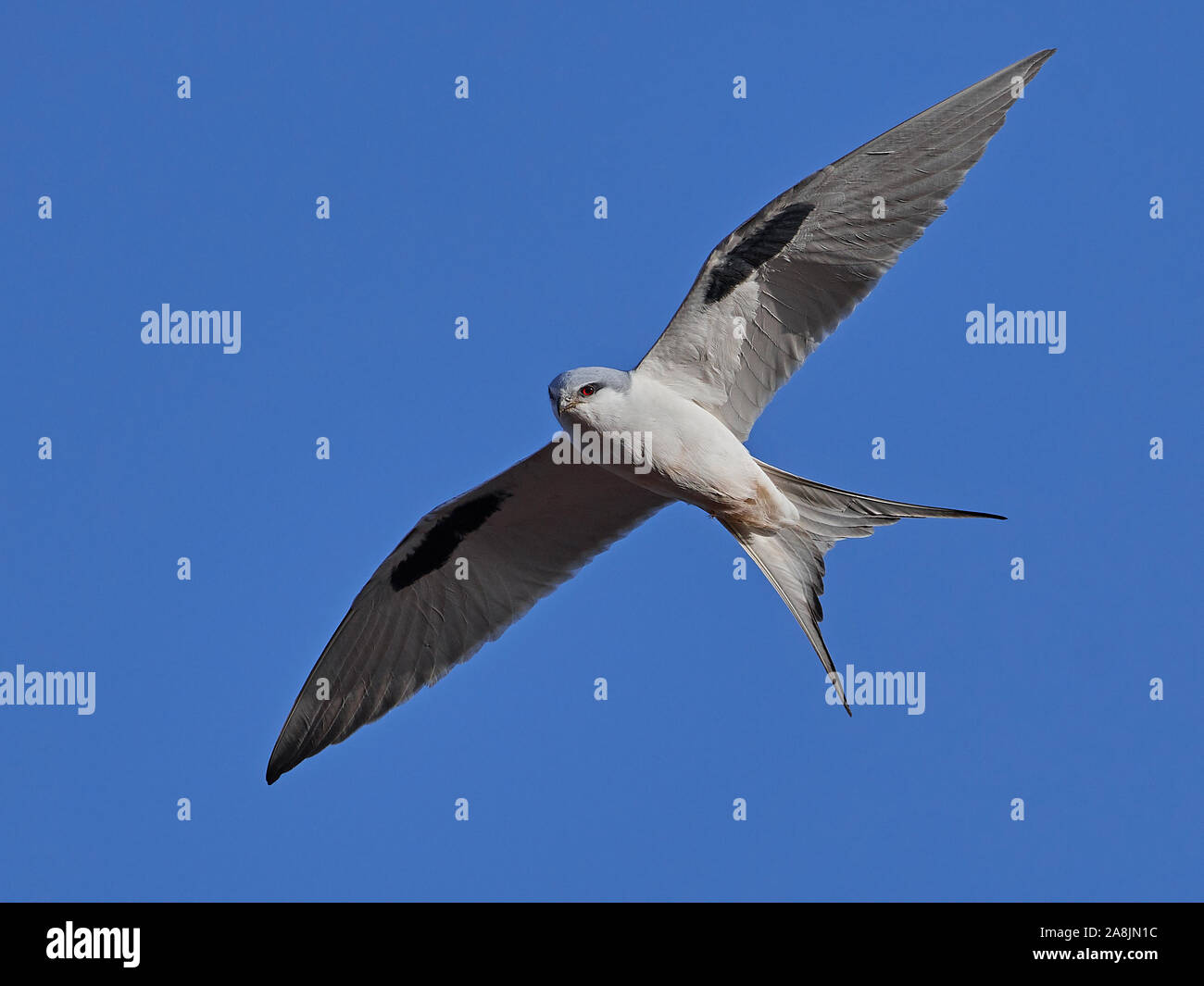 Fork tailed bird of prey hi-res stock photography and images - Alamy