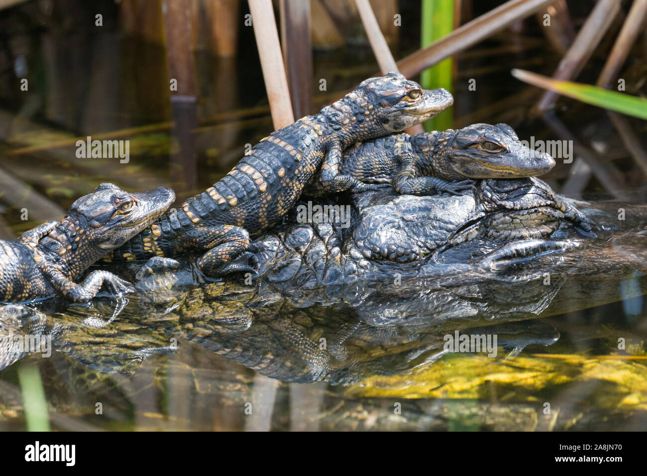Baby shark head hi-res stock photography and images - Alamy
