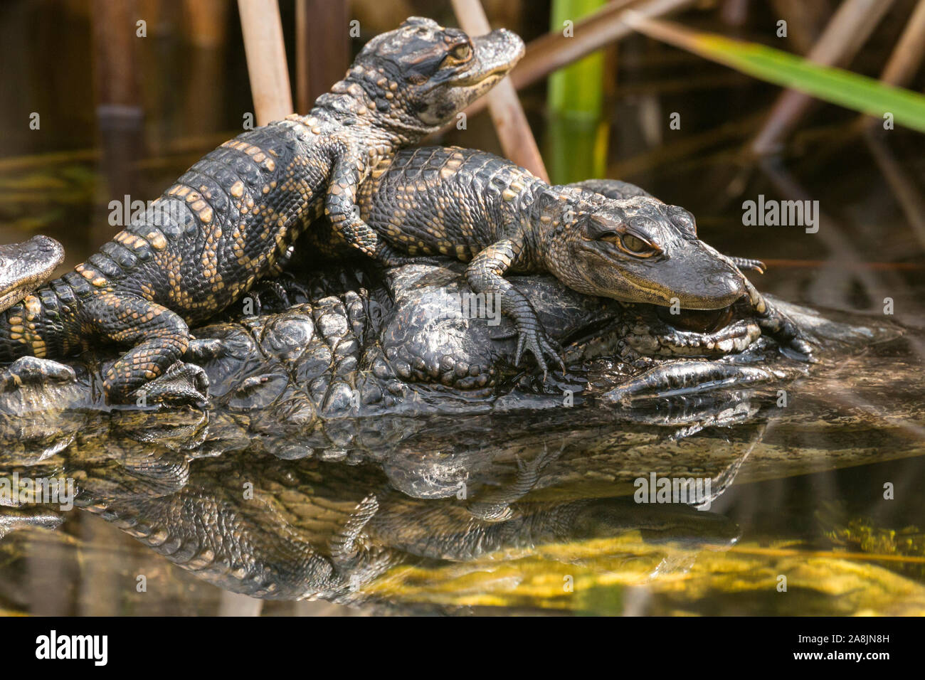 Baby Alligator And Cute High Resolution Stock Photography and Images ...