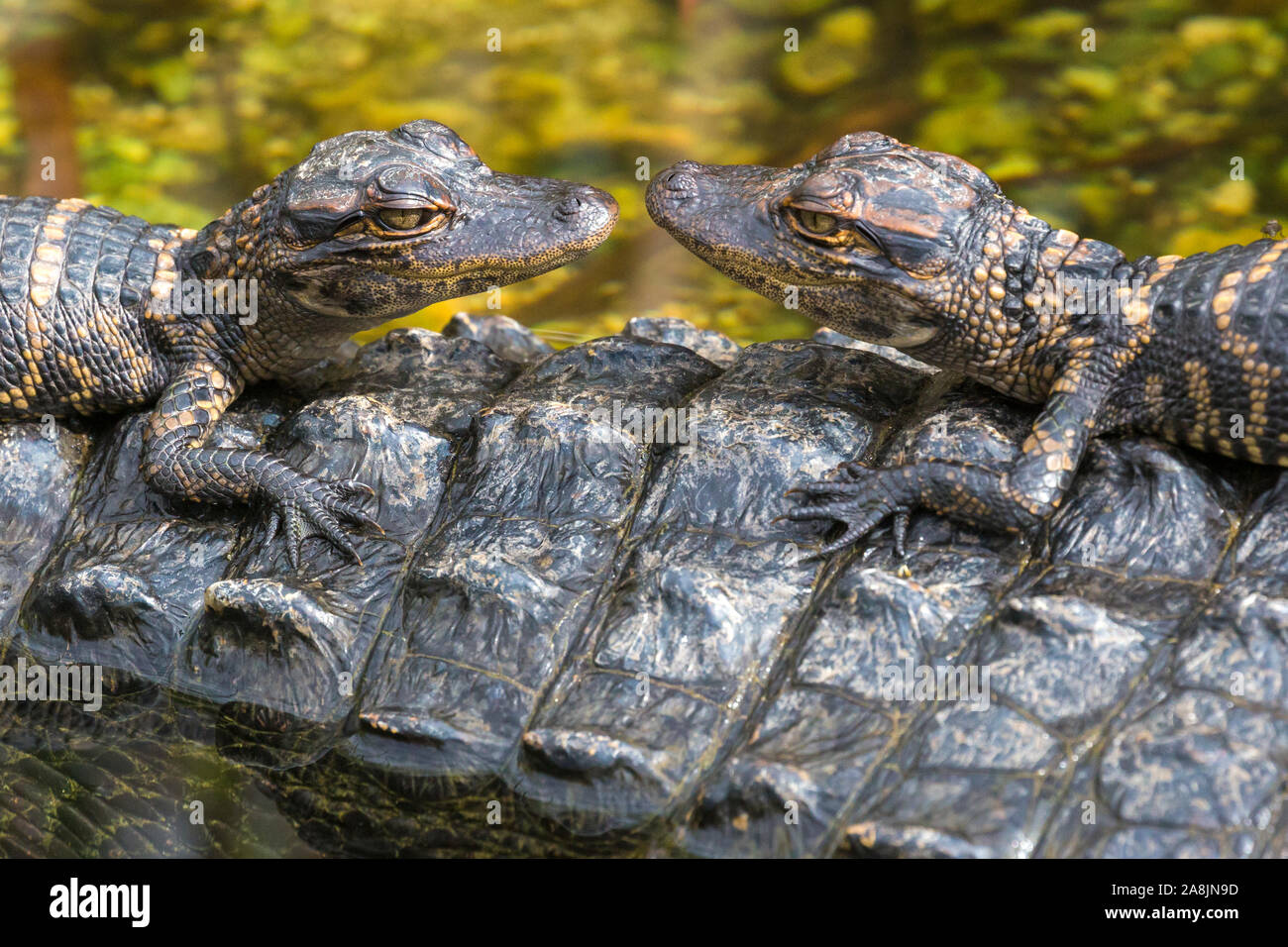 Baby shark head hi-res stock photography and images - Alamy