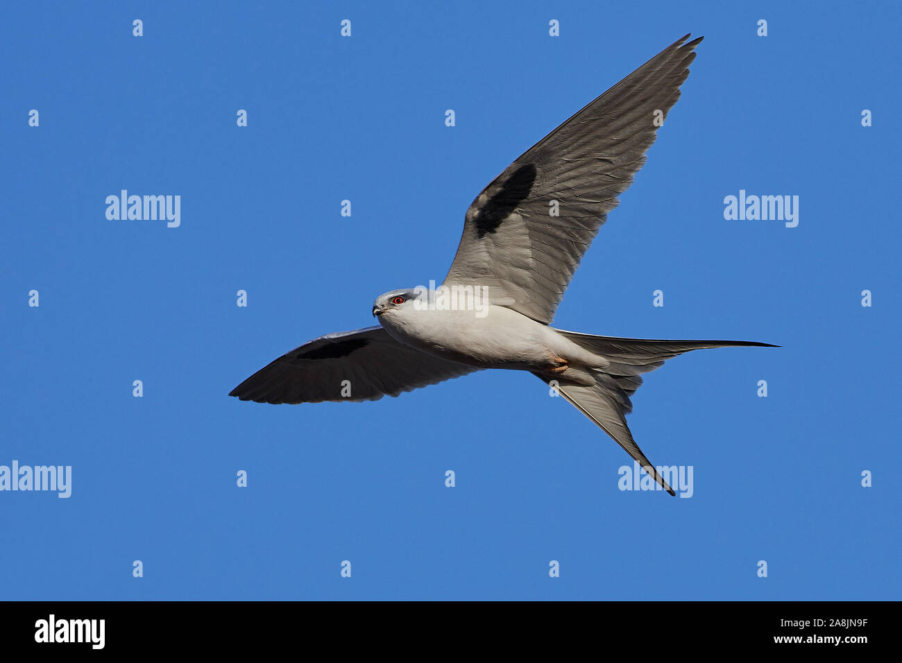 African swallow-tailed in flight with blue skies in the background ...