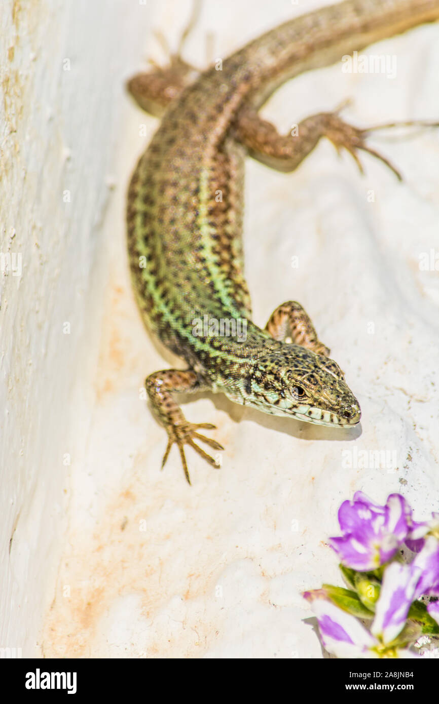 A small green lizard on a wall surrounded by a purple flower, at the ...