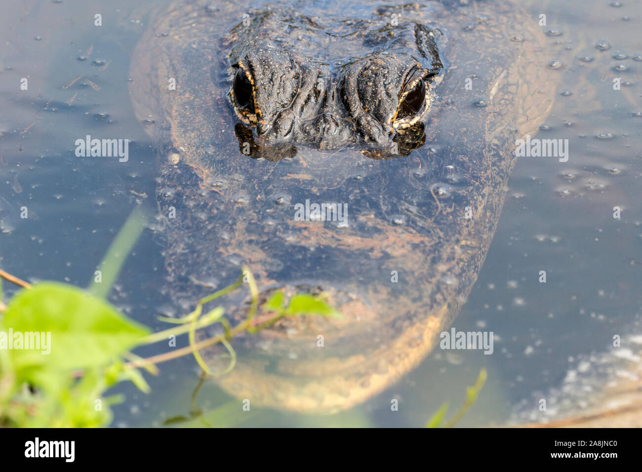 A wild alligator swimming in the waters of Everglades National Park ...