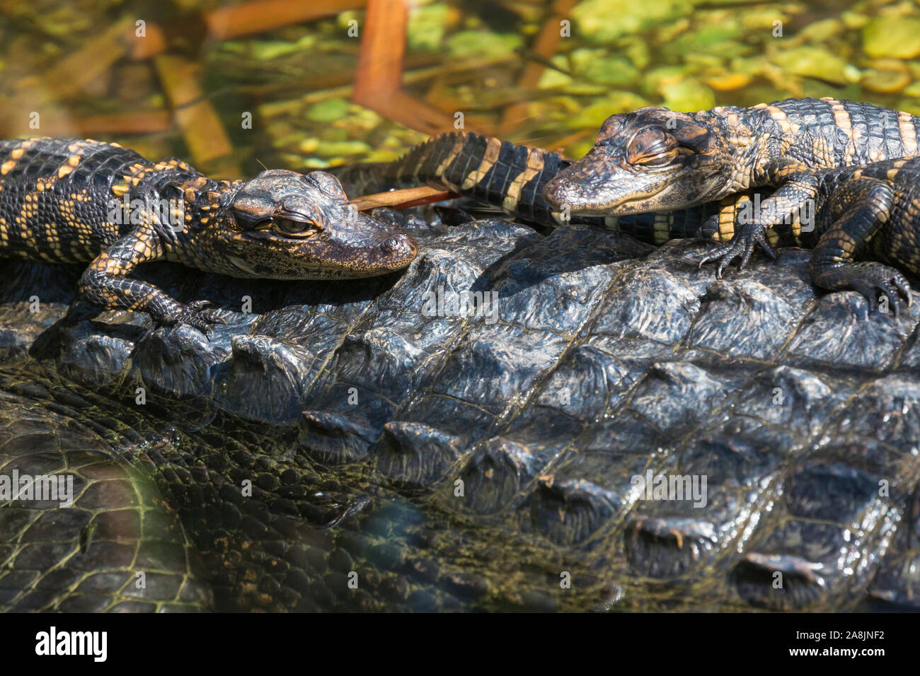Baby shark head hi-res stock photography and images - Alamy