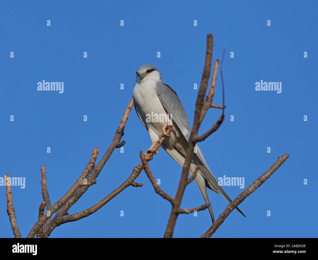 African swallow hi-res stock photography and images - Alamy
