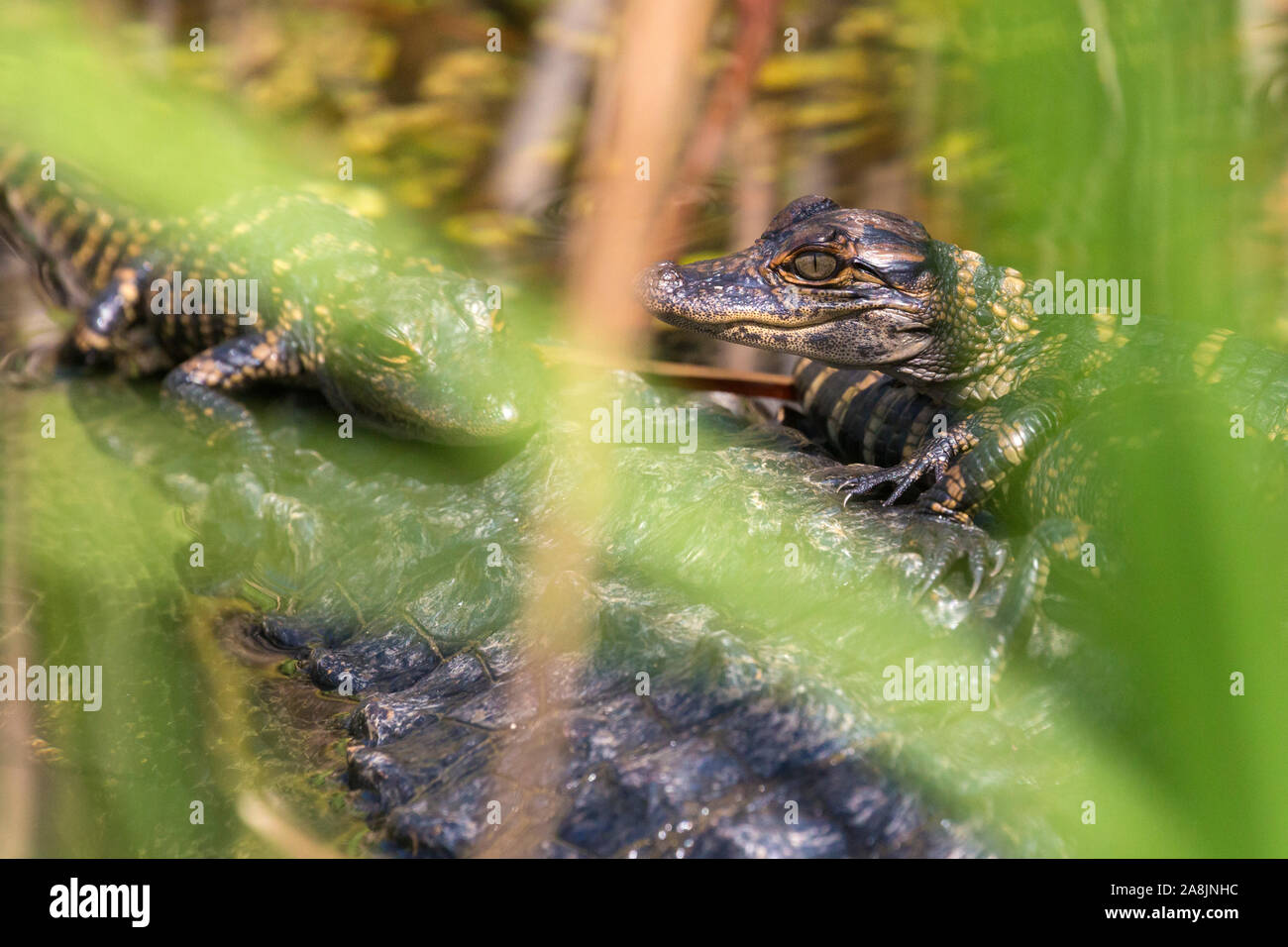 Baby shark head hi-res stock photography and images - Alamy
