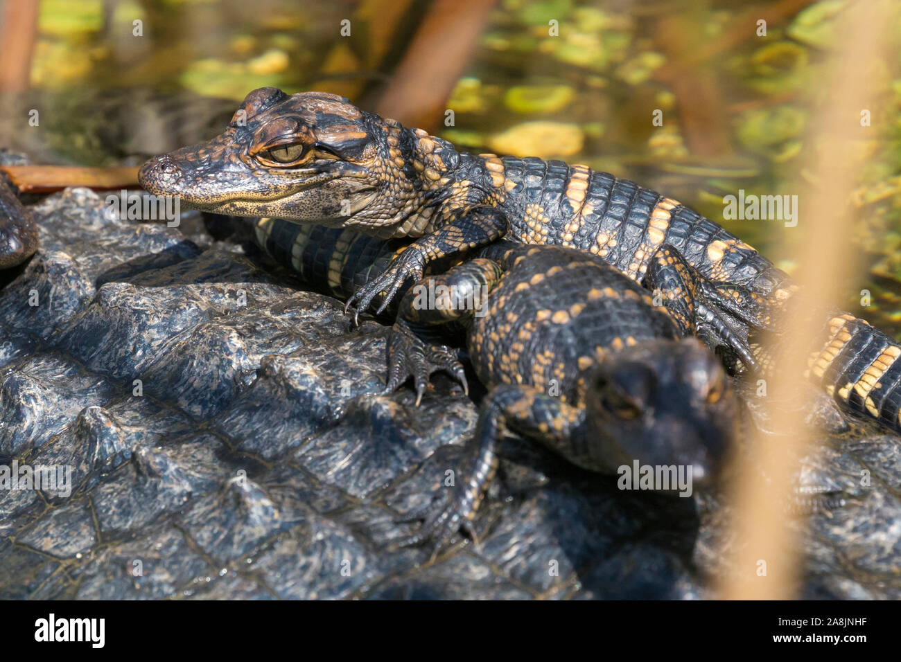 Baby shark head hi-res stock photography and images - Alamy