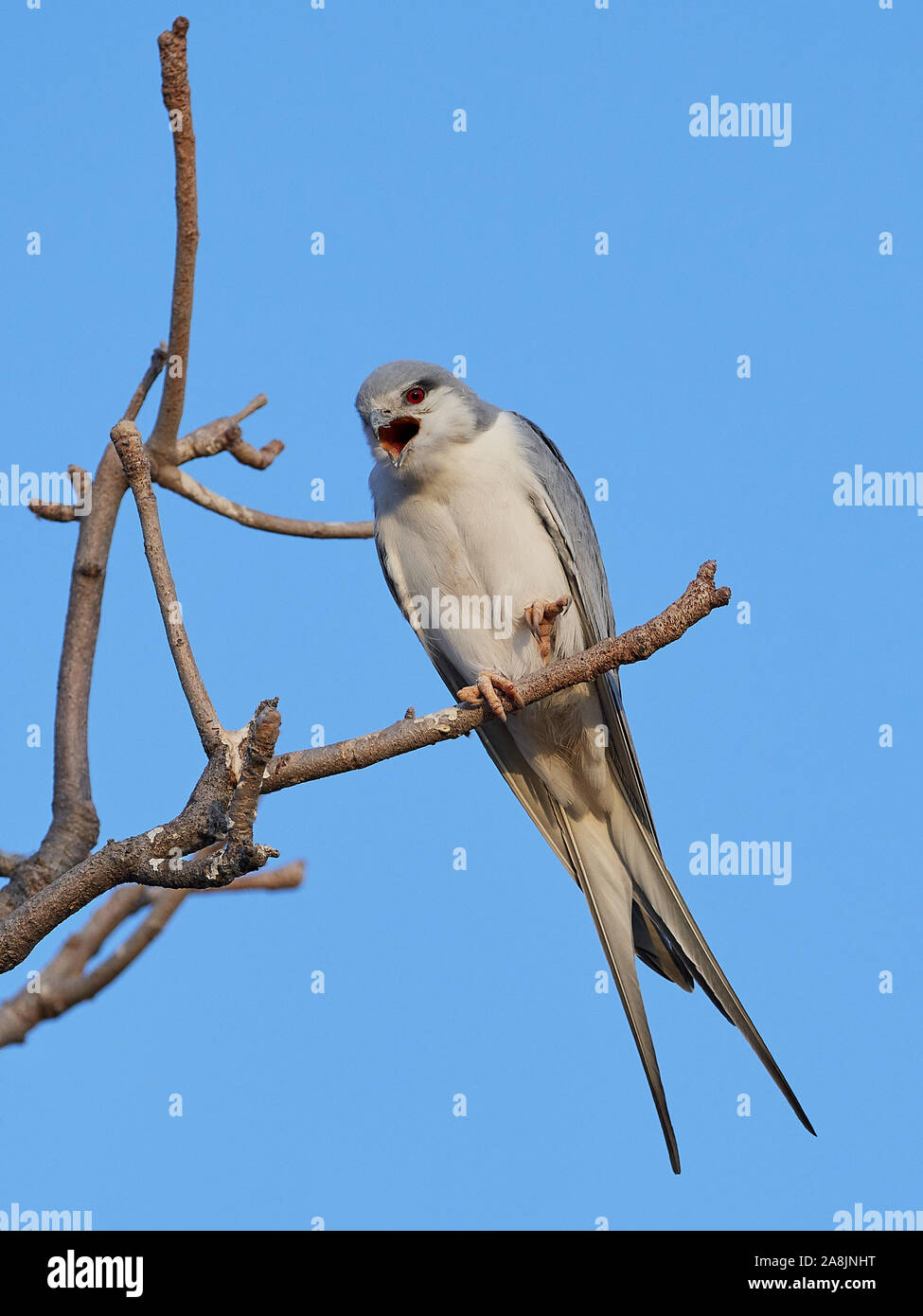 African swallow hi-res stock photography and images - Alamy