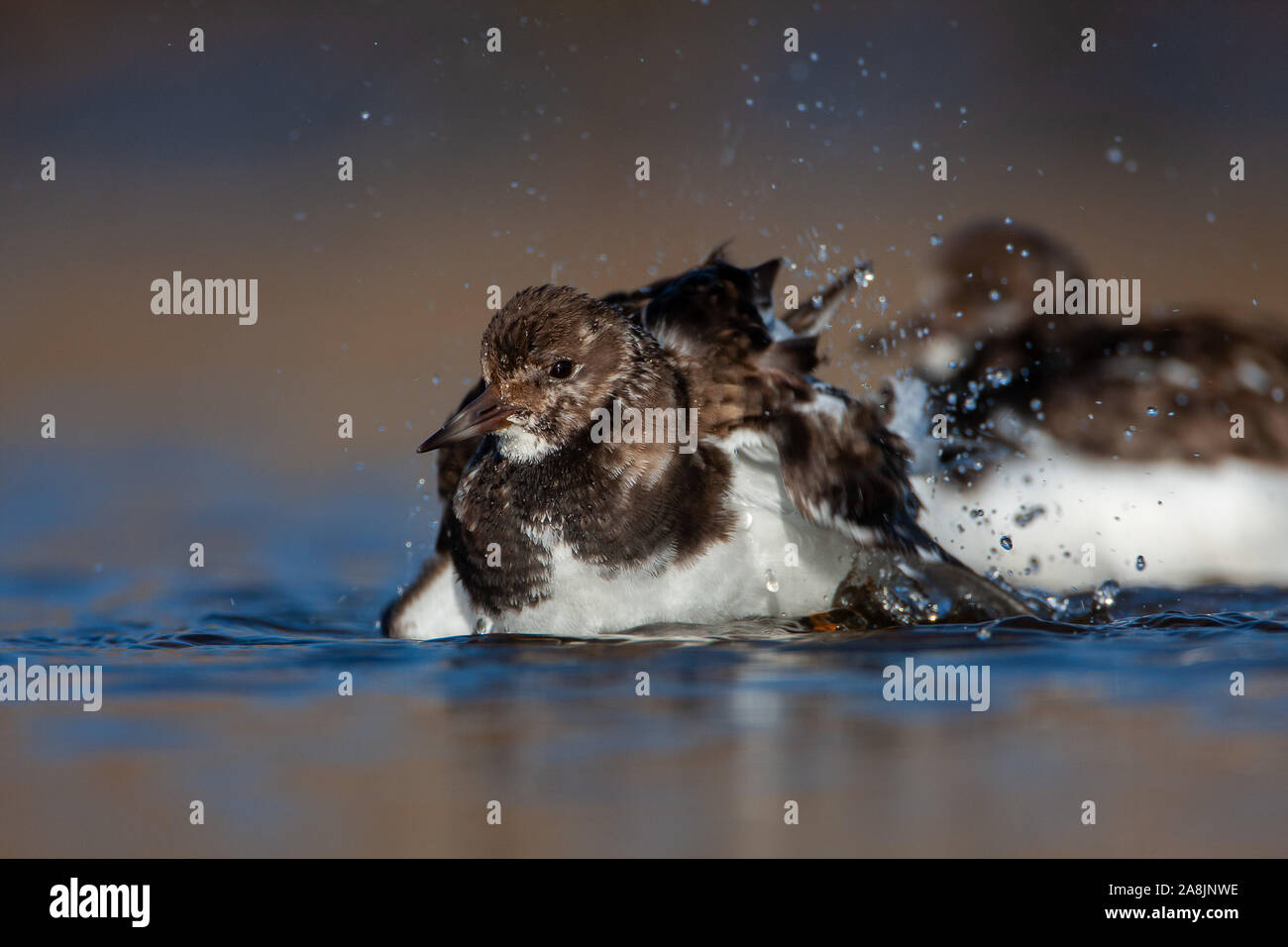Turnstone, Arenaria interpres, Norfolk UK Stock Photo - Alamy
