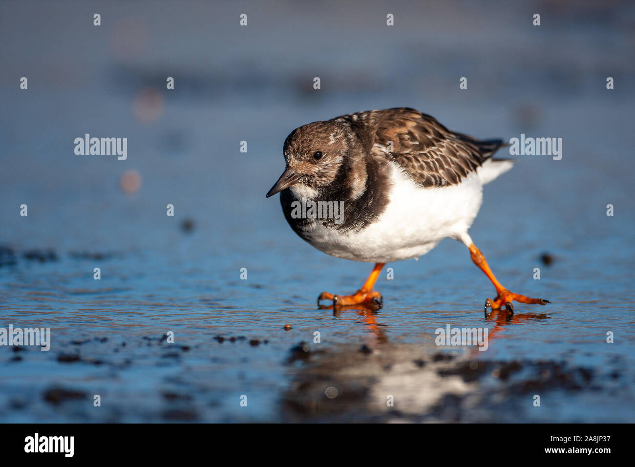 Turnstone, Arenaria interpres, Norfolk UK Stock Photo - Alamy